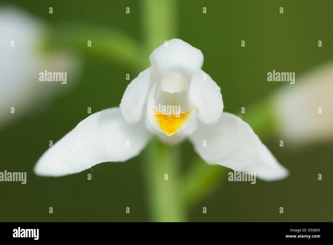 Sword leaved helleborine hi-res stock photography and images - Alamy
