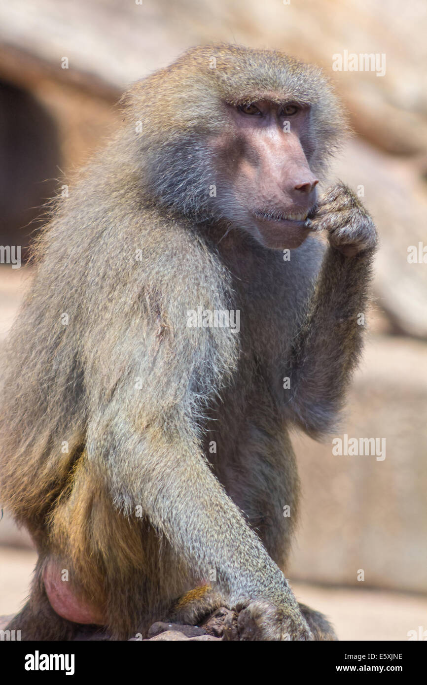 Baboon head hi-res stock photography and images - Alamy