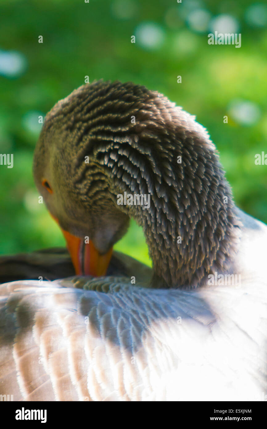 elegant colorful goose in a garden Stock Photo - Alamy