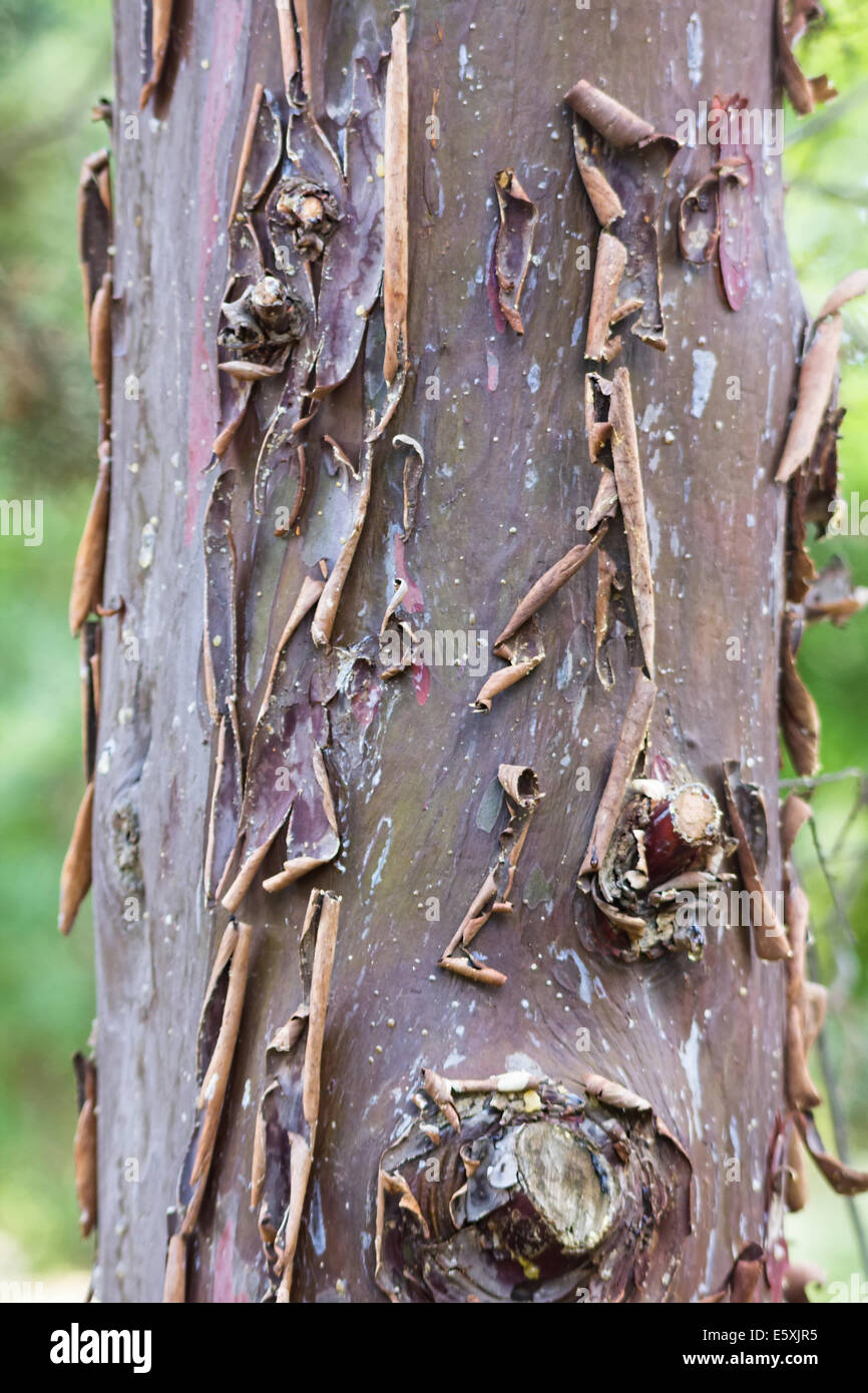 peeled bark of a tree trunk Stock Photo - Alamy