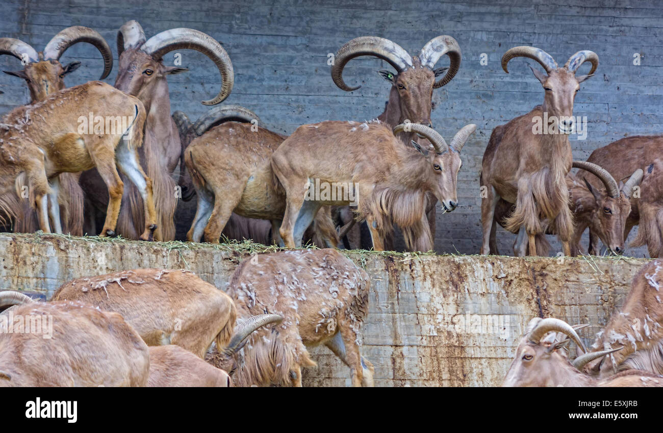 European mountain goats with big horns Stock Photo - Alamy