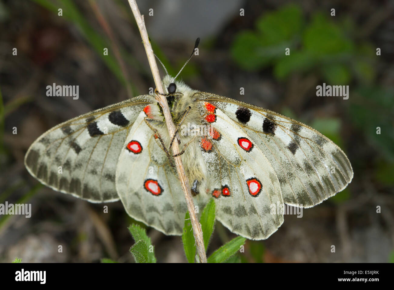 Apollo (Parnassius apollo) butterfly Stock Photo - Alamy