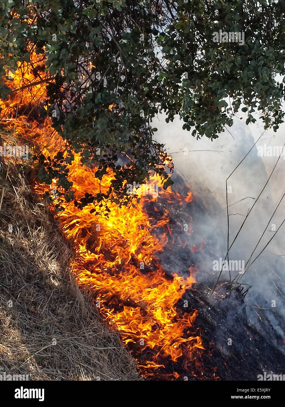 Flames of Fire in a summer field Stock Photo - Alamy