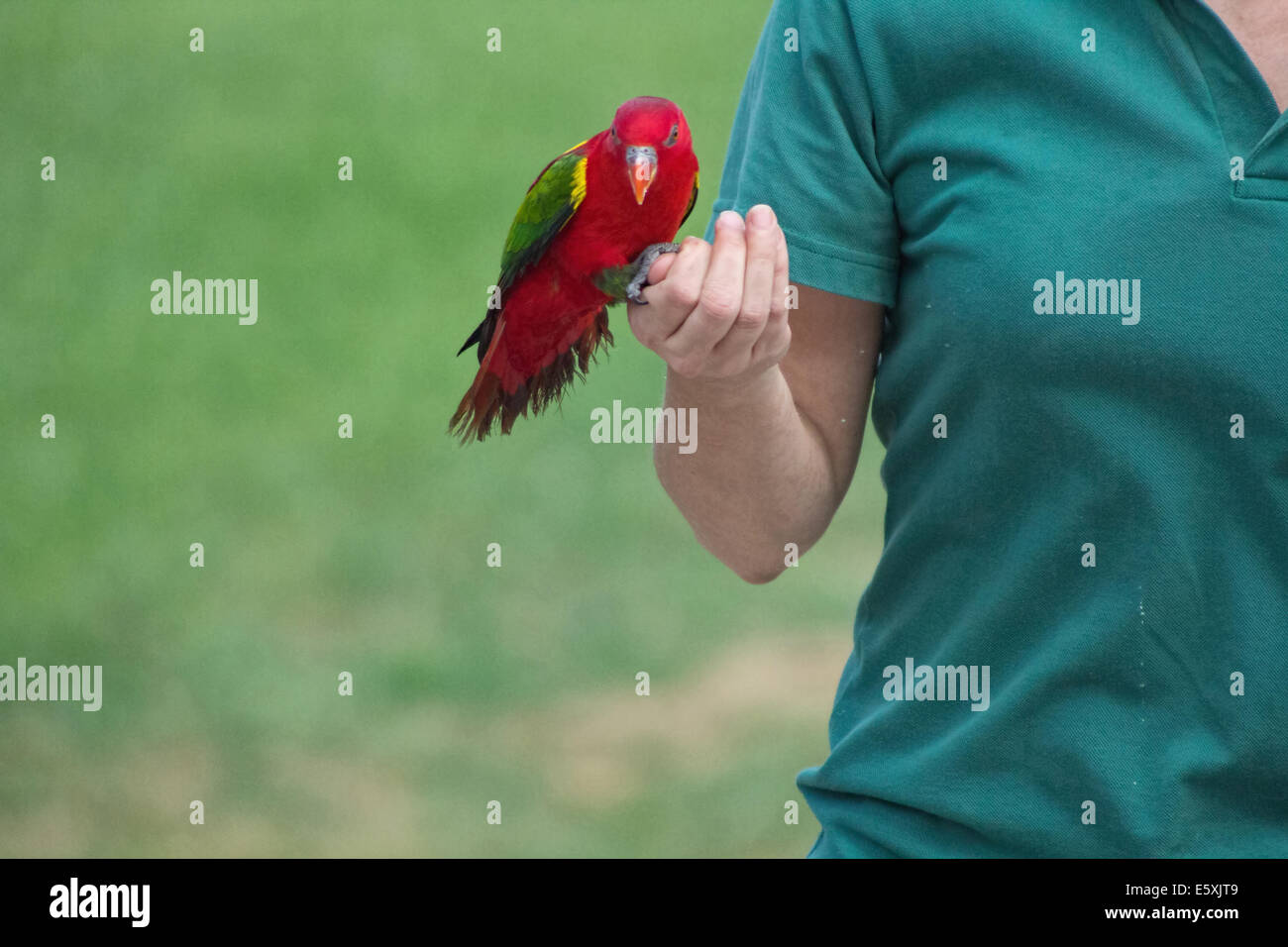Rosella bird hi-res stock photography and images - Alamy