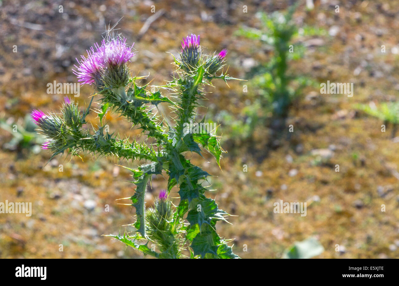 thistle with pink flower Stock Photo - Alamy