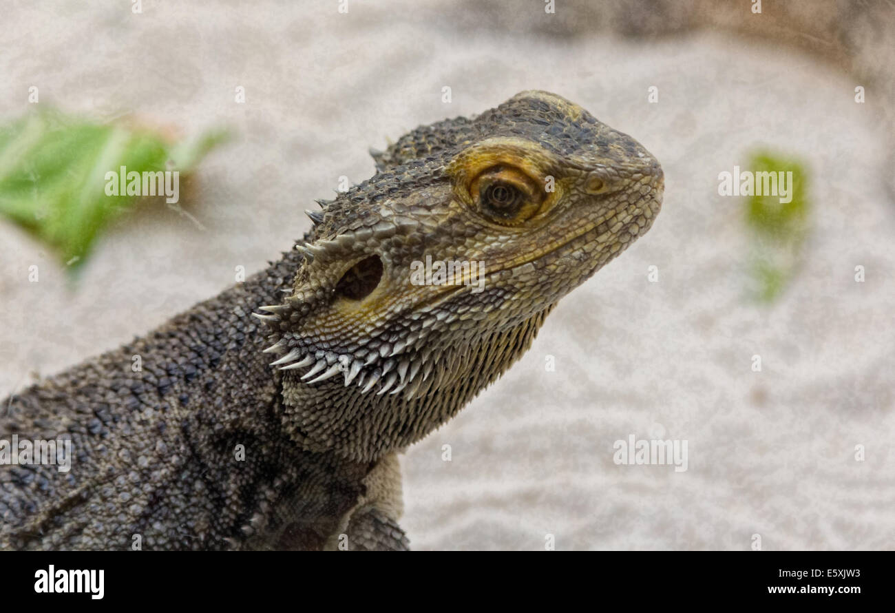 Lizard arid areas Stock Photo - Alamy