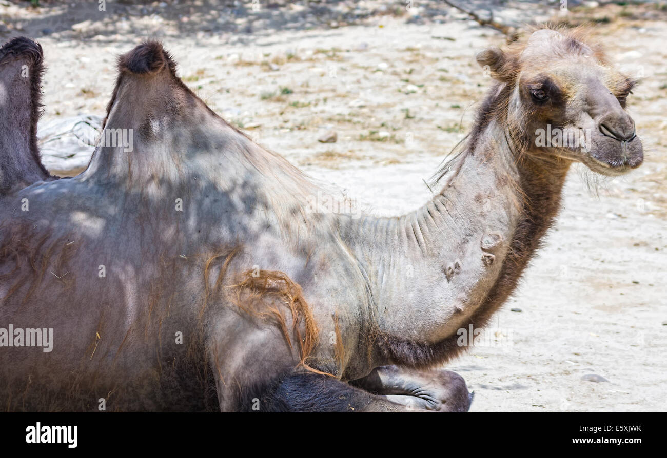 old camel resting Stock Photo - Alamy