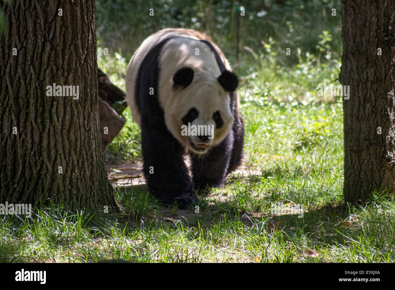 panda bear in a forest Stock Photo - Alamy