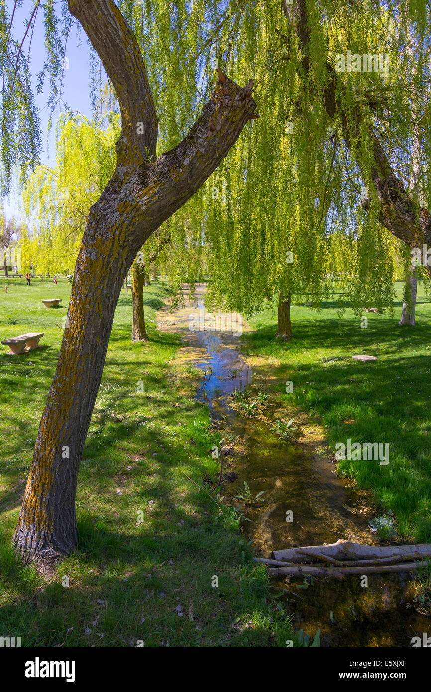 weeping, on a green meadow willow tree Stock Photo - Alamy