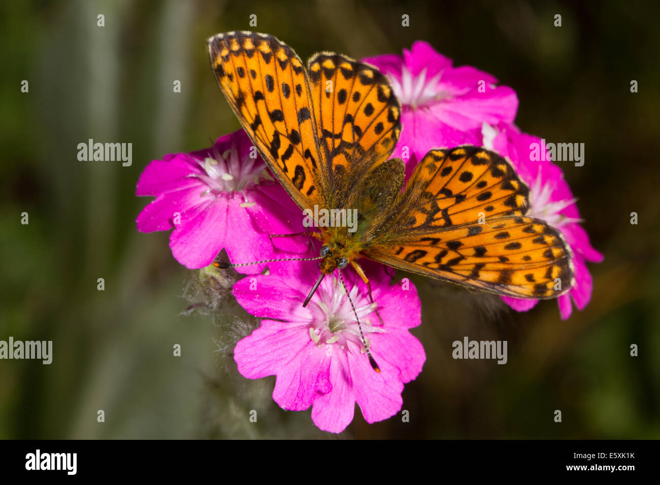 Titania hi-res stock photography and images - Alamy