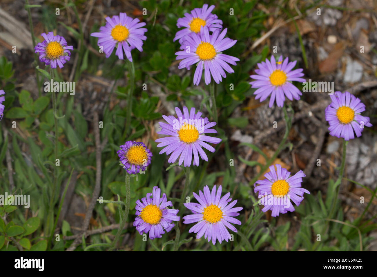 Alpine Aster (Aster alpinus Stock Photo - Alamy