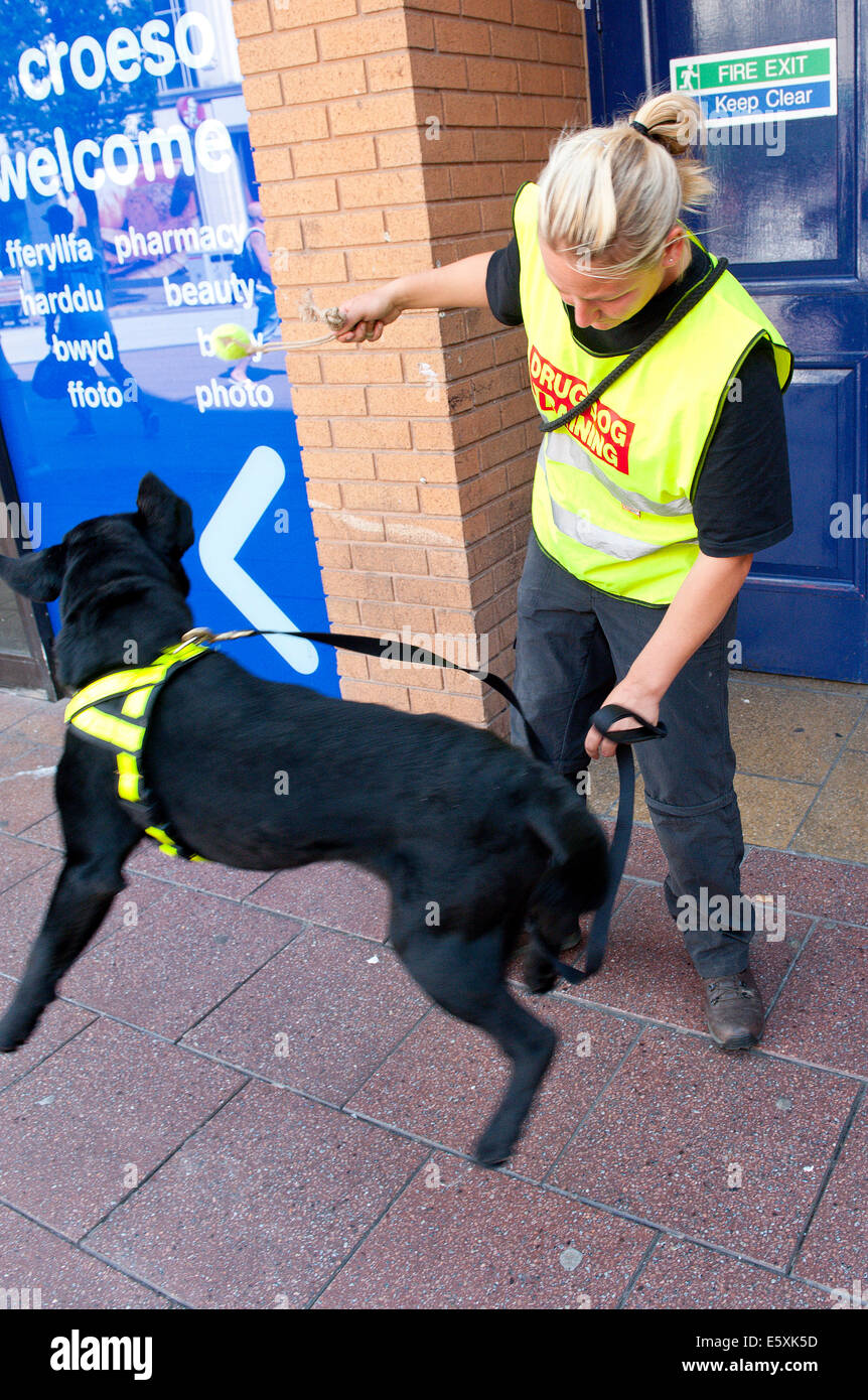 Detection dogs uk hi-res stock photography and images - Alamy