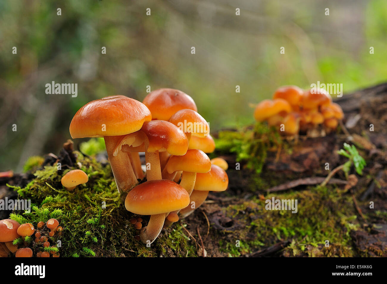 Brick tuft mushroom hypholoma sublateritium hi-res stock photography ...