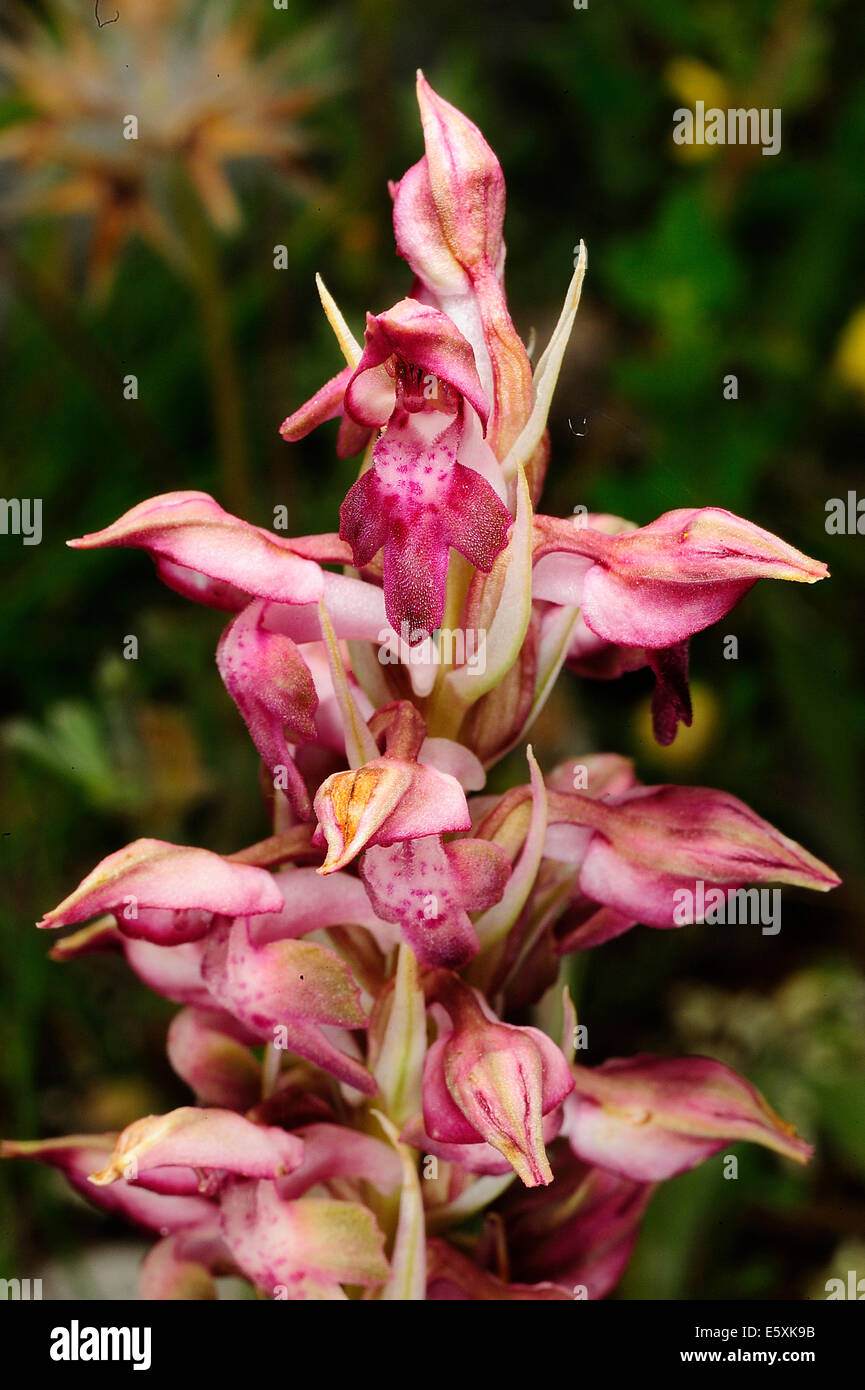 Orchis fragrans hi-res stock photography and images - Alamy