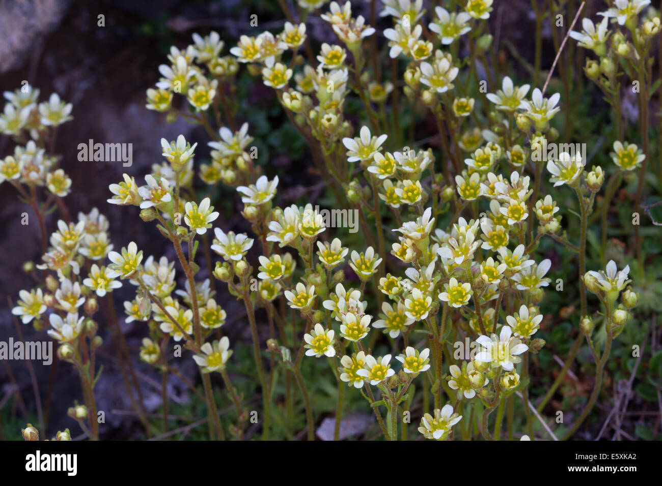 Exarata hi-res stock photography and images - Alamy