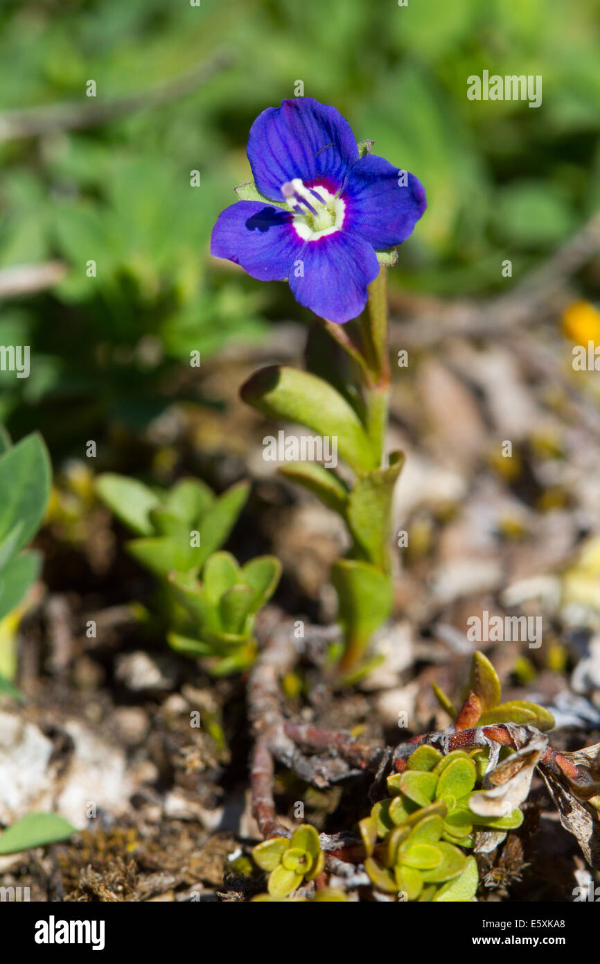 Veronica fruticans hi-res stock photography and images - Alamy