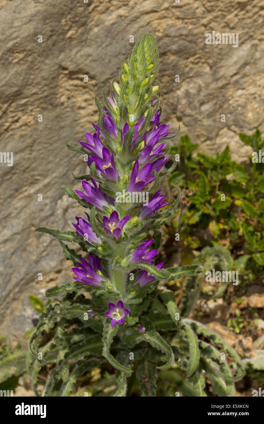 Campanula spicata hi-res stock photography and images - Alamy
