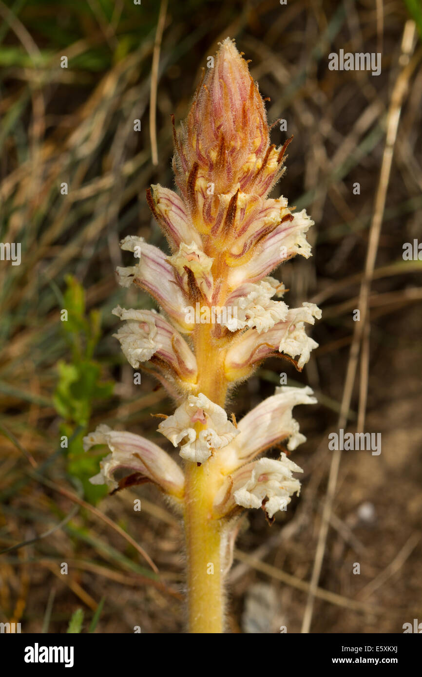 Mugwort broomrape orobanche artemisiae campestris hi-res stock ...