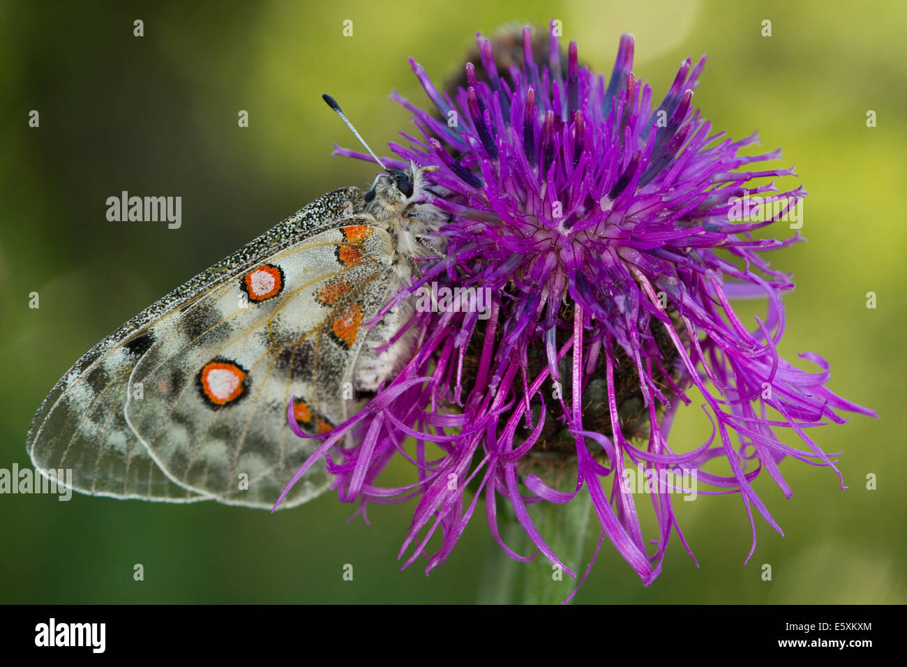 Apollo (Parnassius apollo) butterfly Stock Photo - Alamy