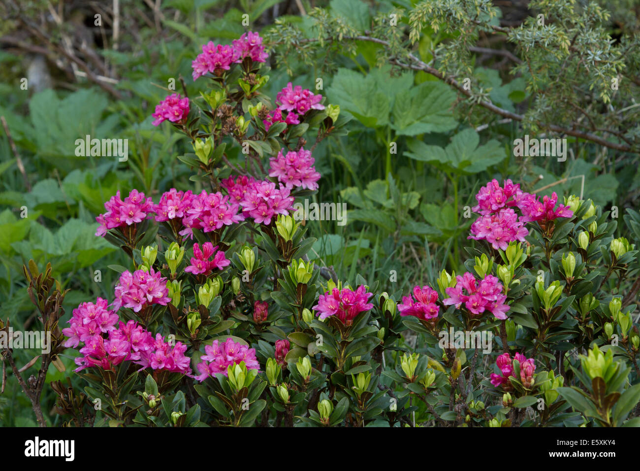 Alpenrose (Rhododendron ferrugineum) flowers Stock Photo - Alamy