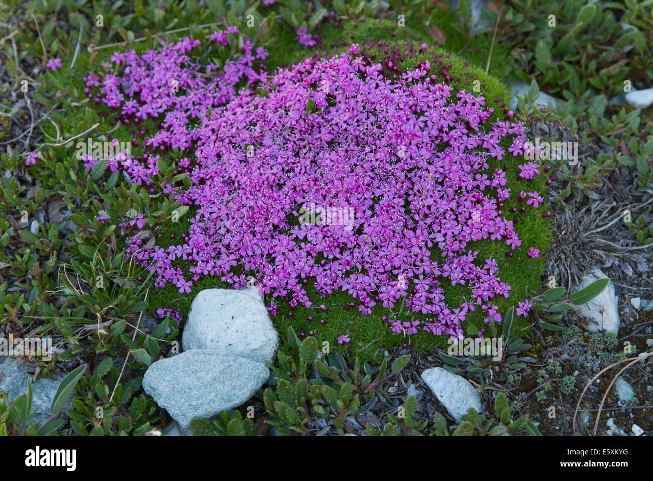 Moss campion hi-res stock photography and images - Alamy