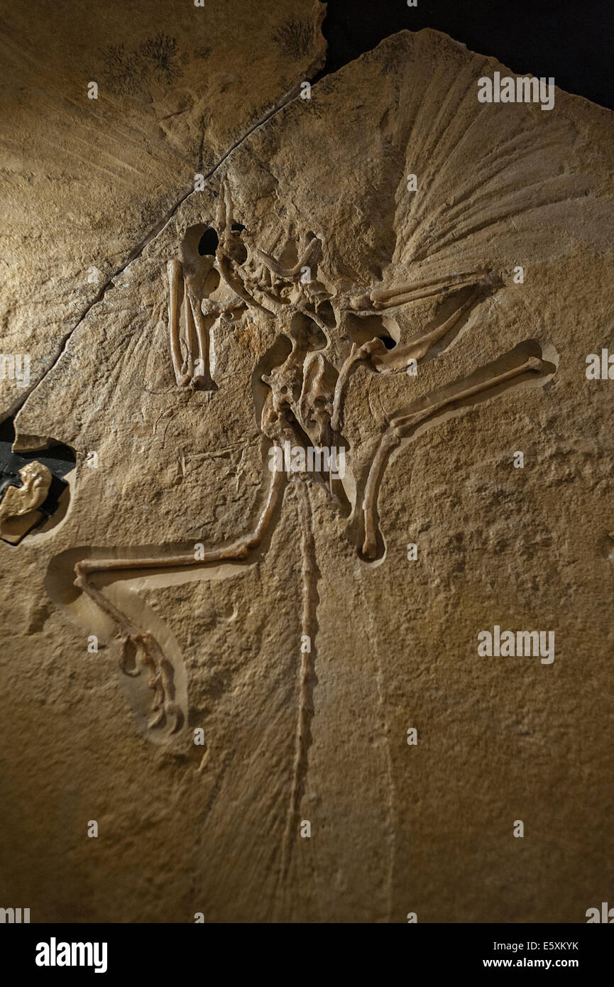 First fossiil of Archaeopteryx, the earliest know bird, Natural History ...