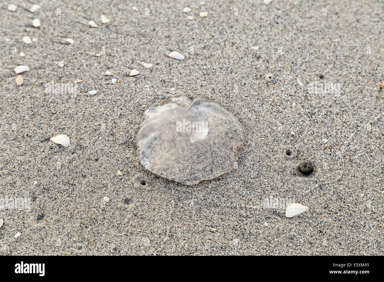 Jelly Fish on sand Stock Photo - Alamy