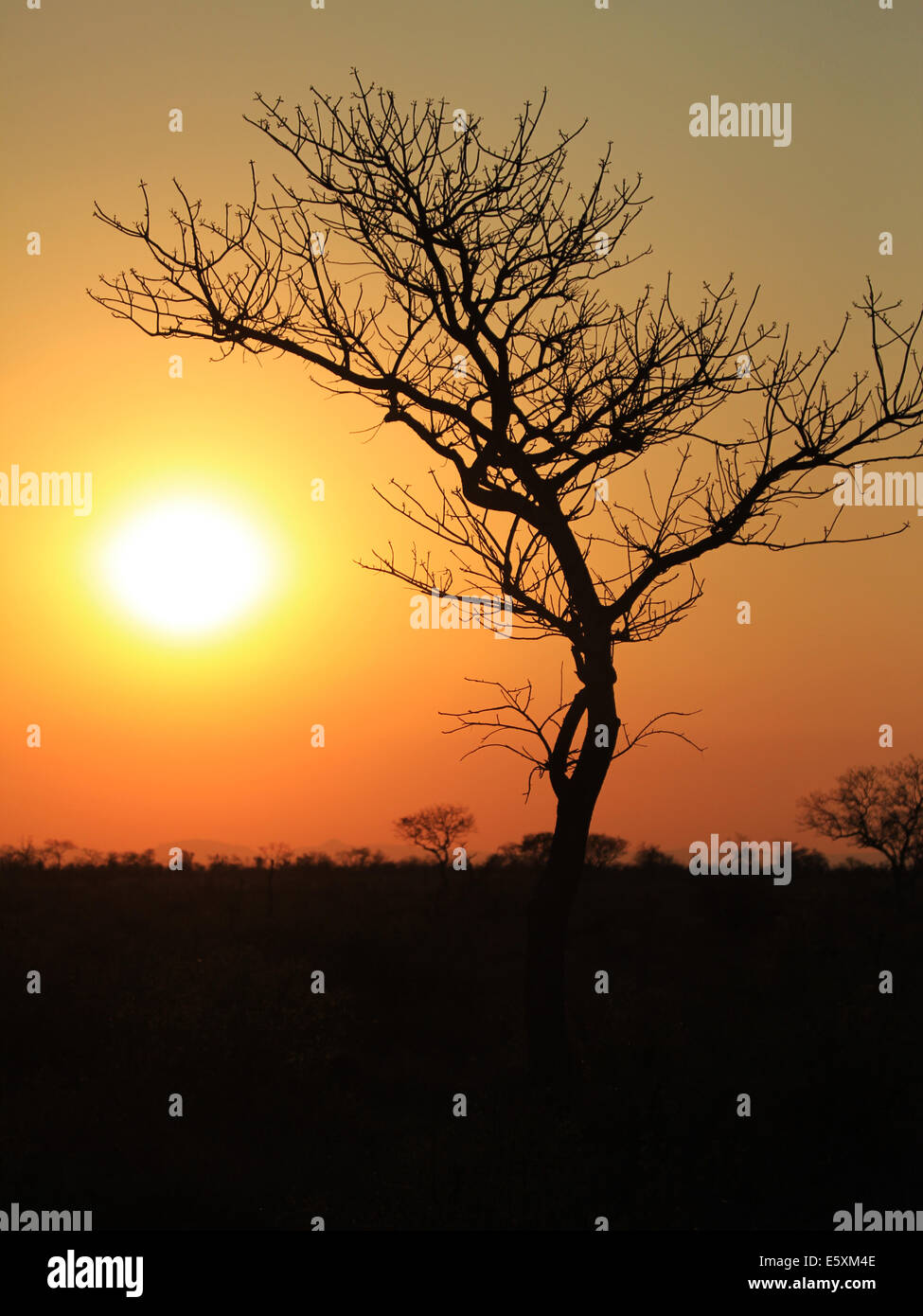 African sunset tree hi-res stock photography and images - Alamy