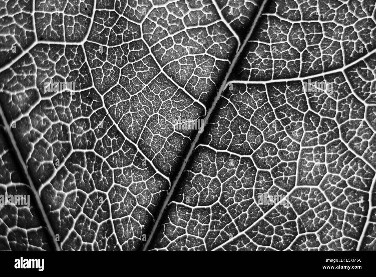 Monochrome art hi-res stock photography and images - Alamy