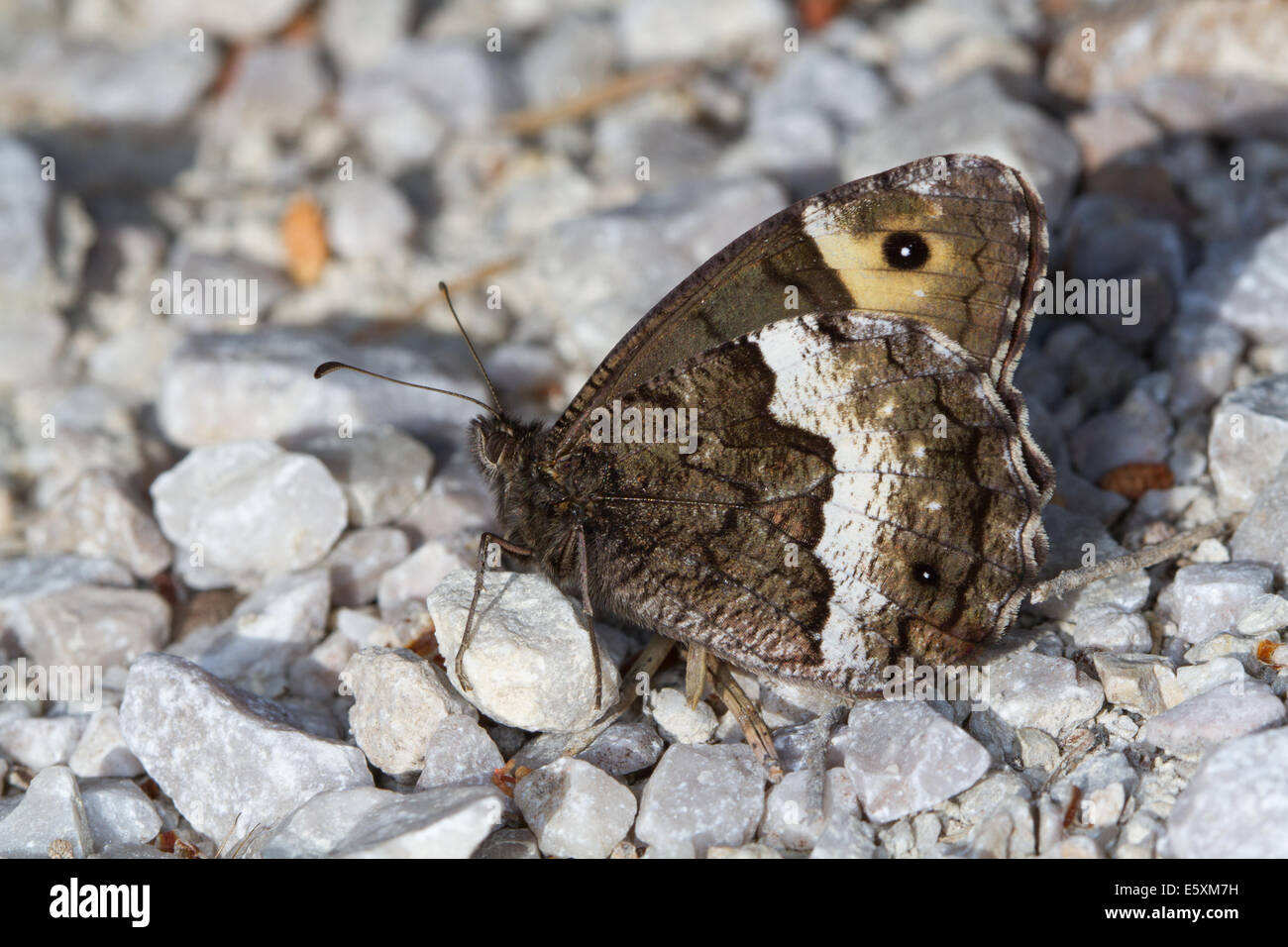 Woodland Grayling / Rock Grayling (Hipparchia fagi / Hipparchia alcyone ...