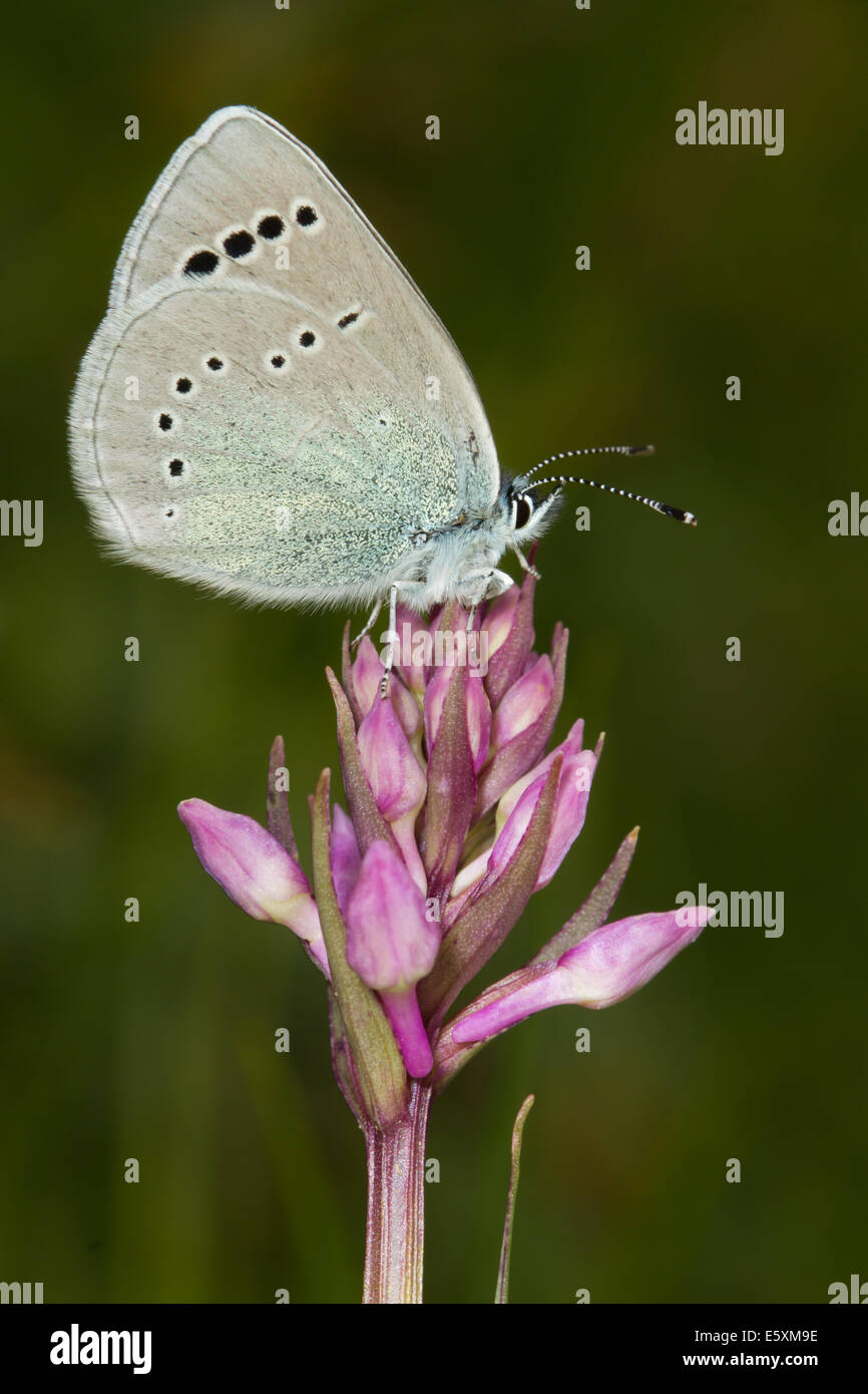 Green-underside Blue (Glaucopsyche alexis Stock Photo - Alamy