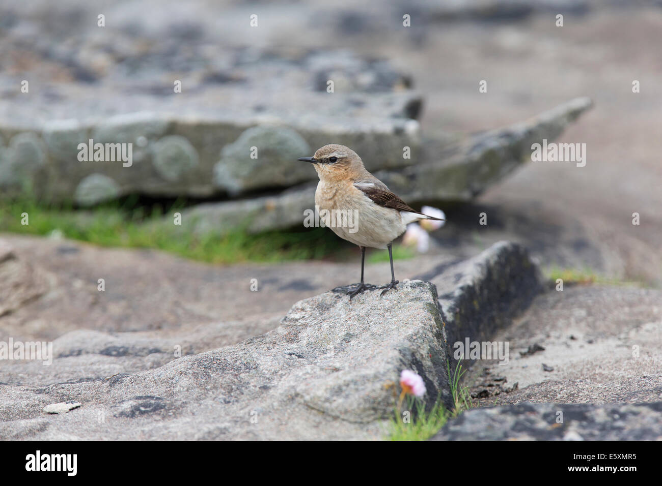 Female wheatear hi-res stock photography and images - Alamy