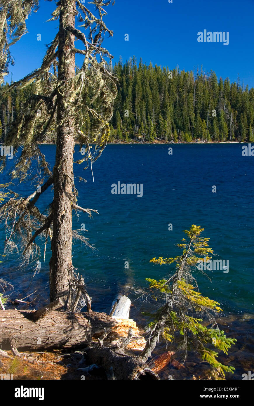 Charlton Lake, Deschutes National Forest, Oregon Stock Photo - Alamy