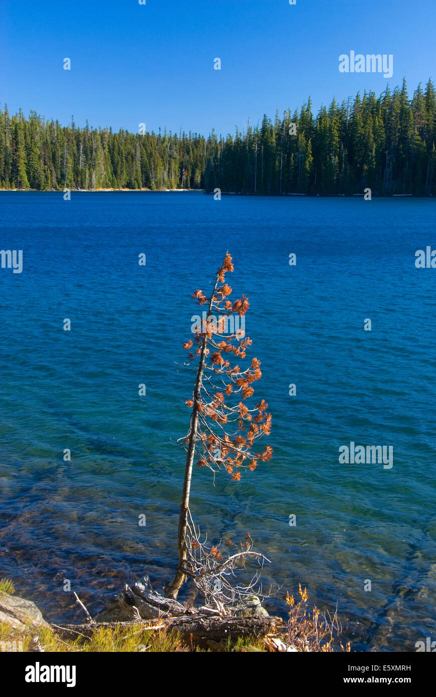 Charlton Lake, Deschutes National Forest, Oregon Stock Photo - Alamy