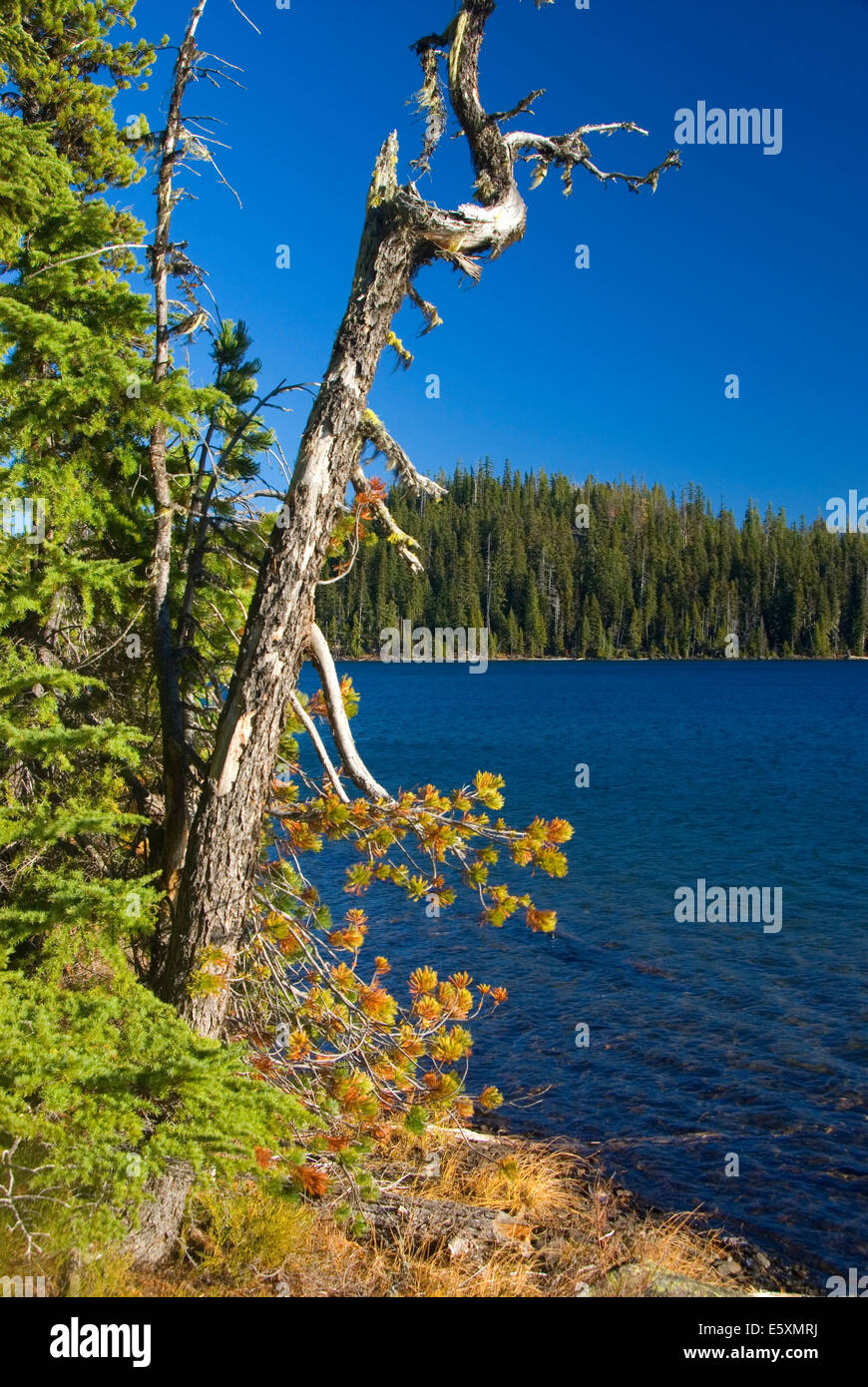 Charlton Lake, Deschutes National Forest, Oregon Stock Photo - Alamy