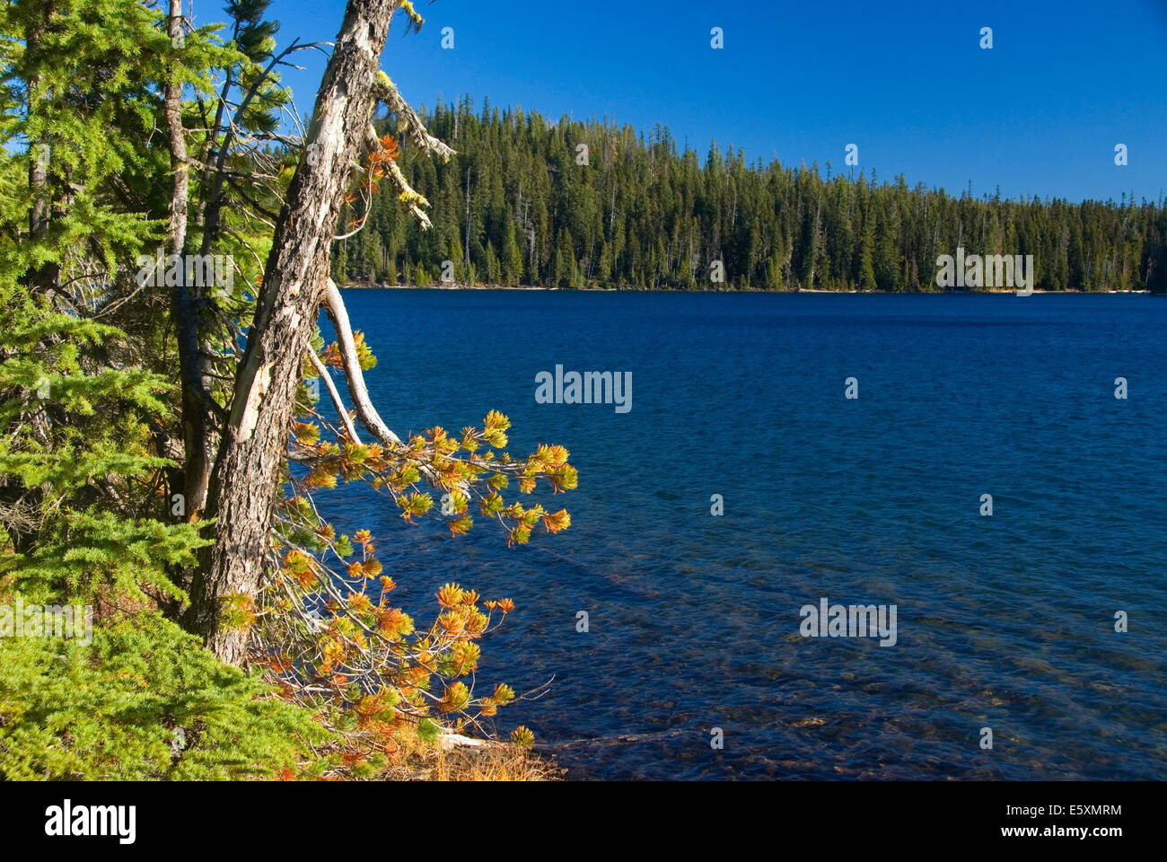 Charlton Lake, Deschutes National Forest, Oregon Stock Photo - Alamy