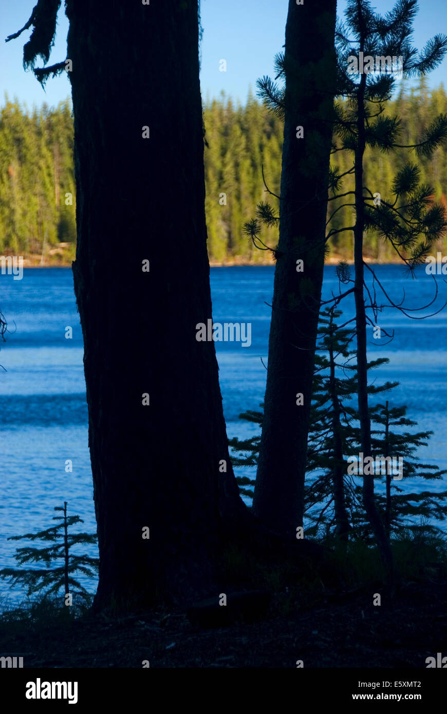 Charlton Lake, Deschutes National Forest, Oregon Stock Photo - Alamy