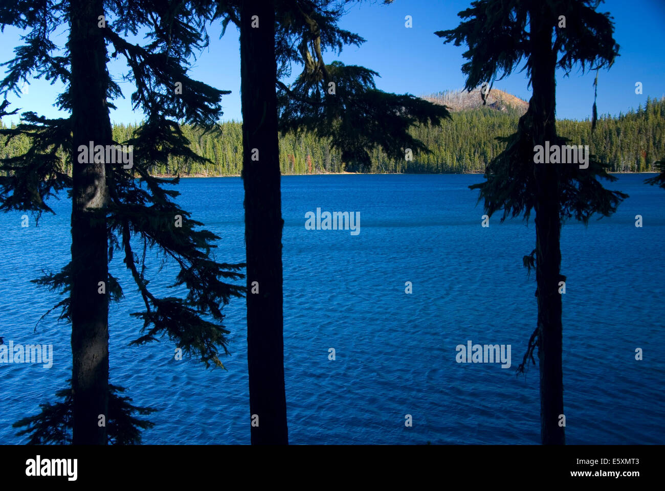 Charlton Lake, Deschutes National Forest, Oregon Stock Photo - Alamy
