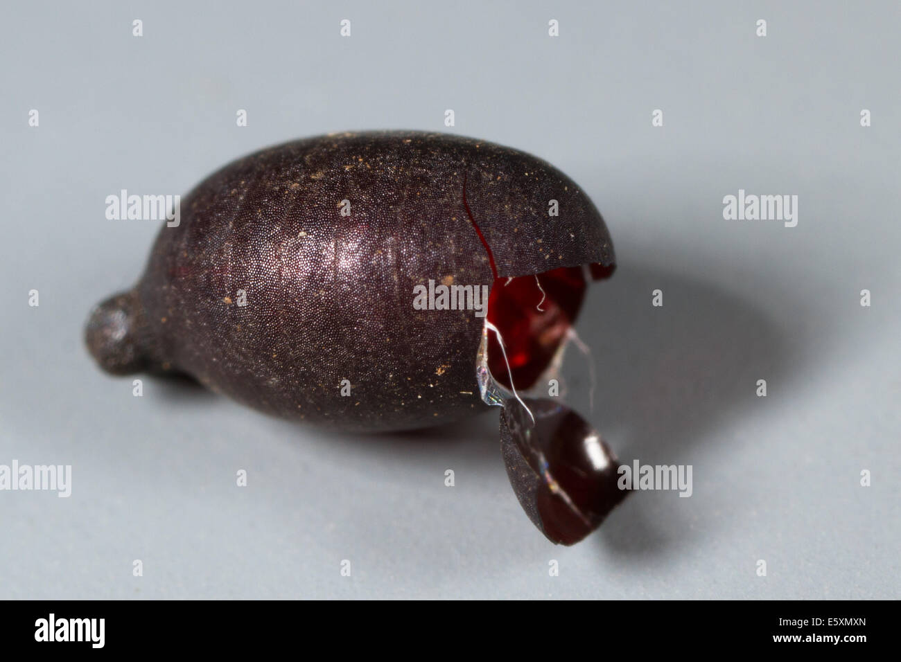 Fly Pupa High Resolution Stock Photography and Images - Alamy