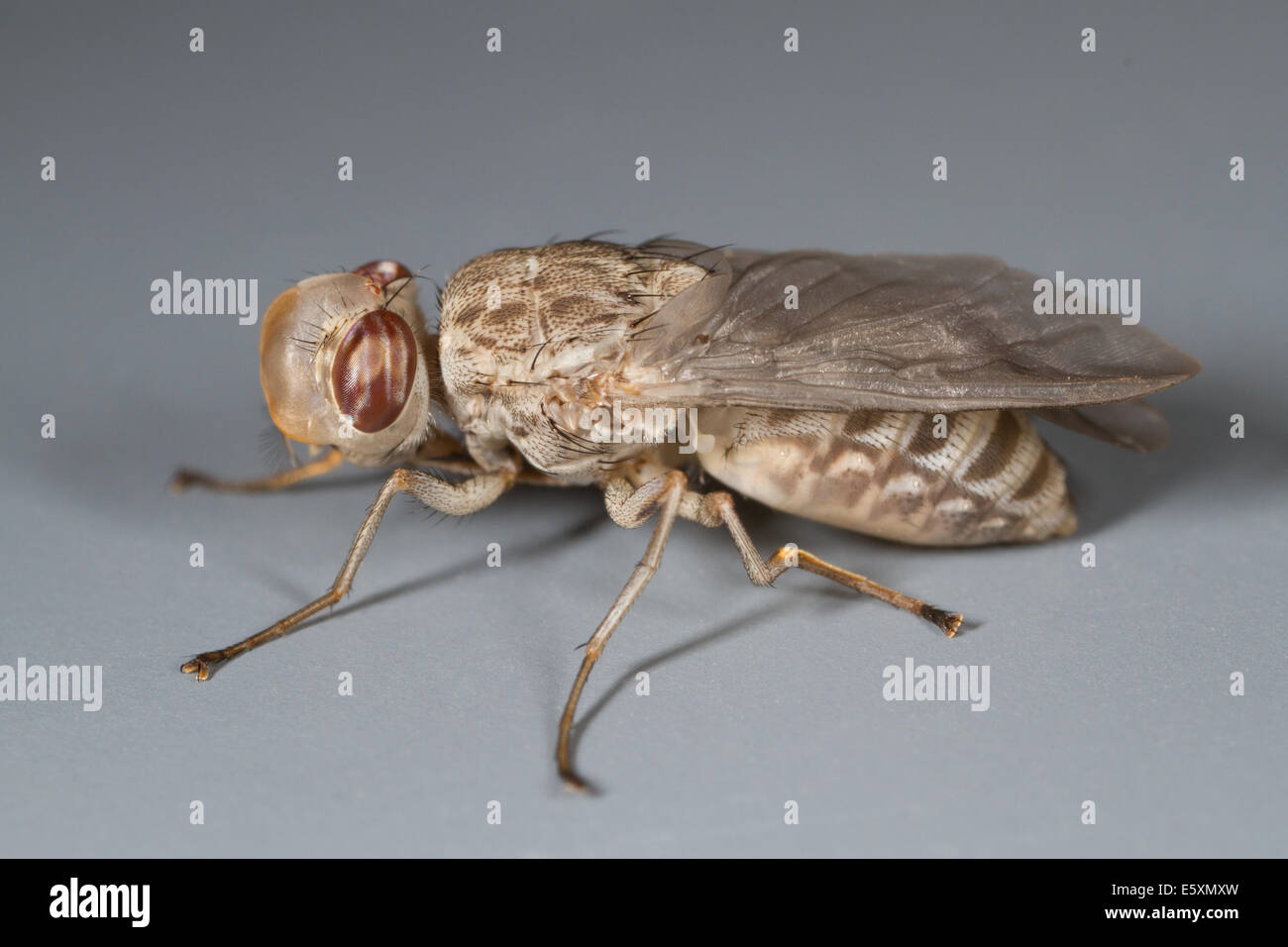 Torpedo-form teneral female Tsetse fly (Glossina morsitans morsitans ...