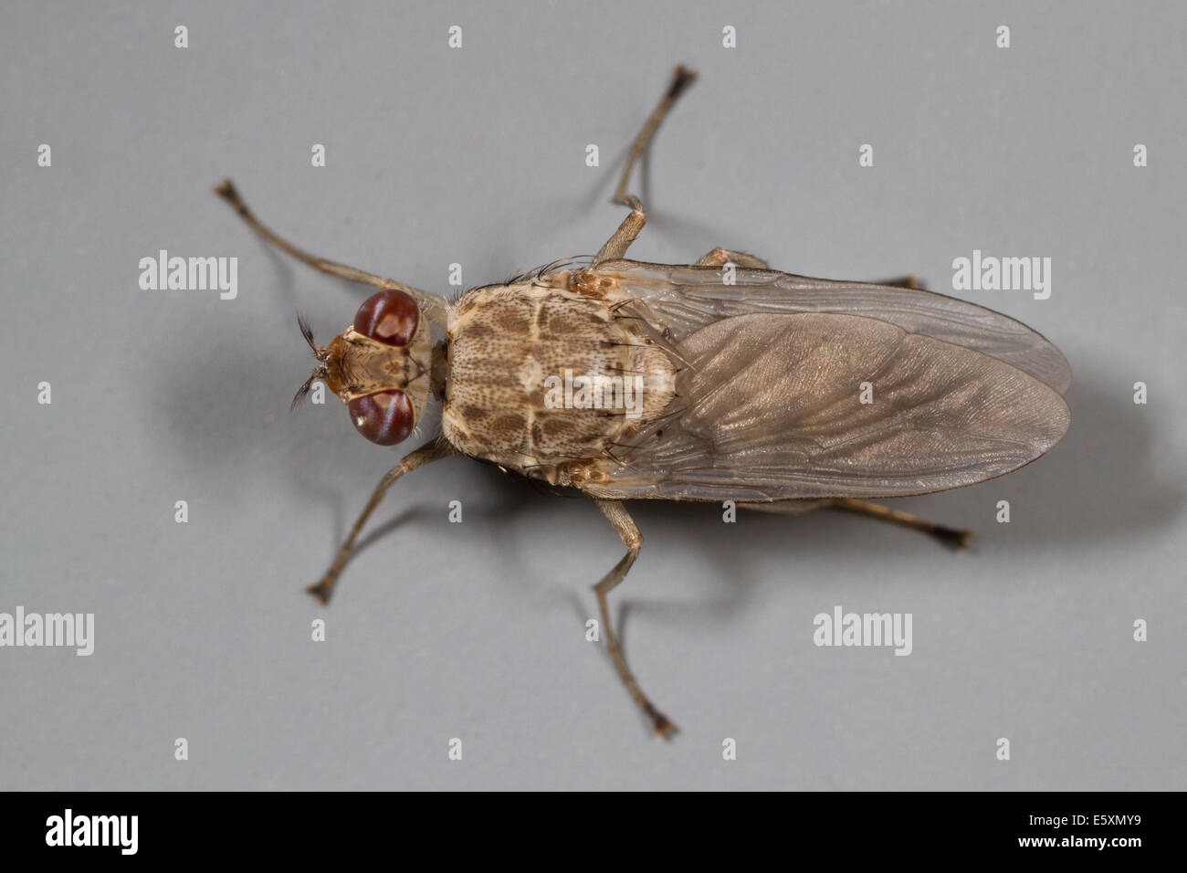 Glossina morsitans morsitans hi-res stock photography and images - Alamy