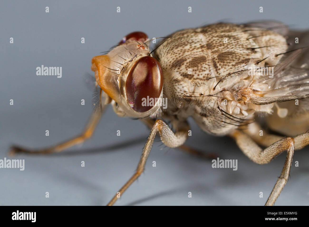 teneral Savannah Tsetse fly (Glossina morsitans) about 15 minutes post ...