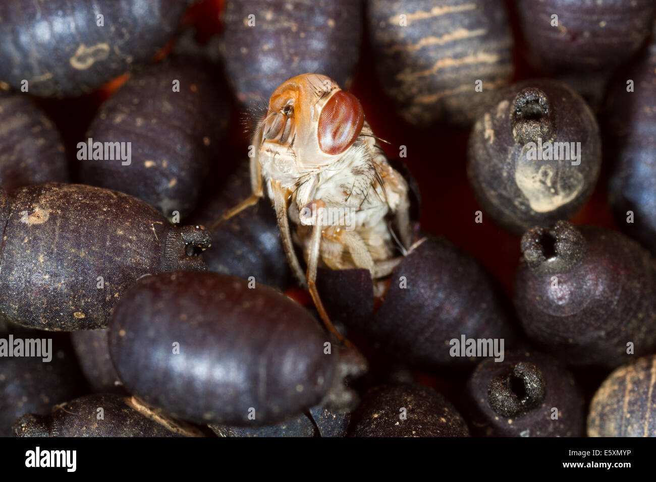 Tsetse Fly (Glossina morsitans) emerging from its puparium Stock Photo ...