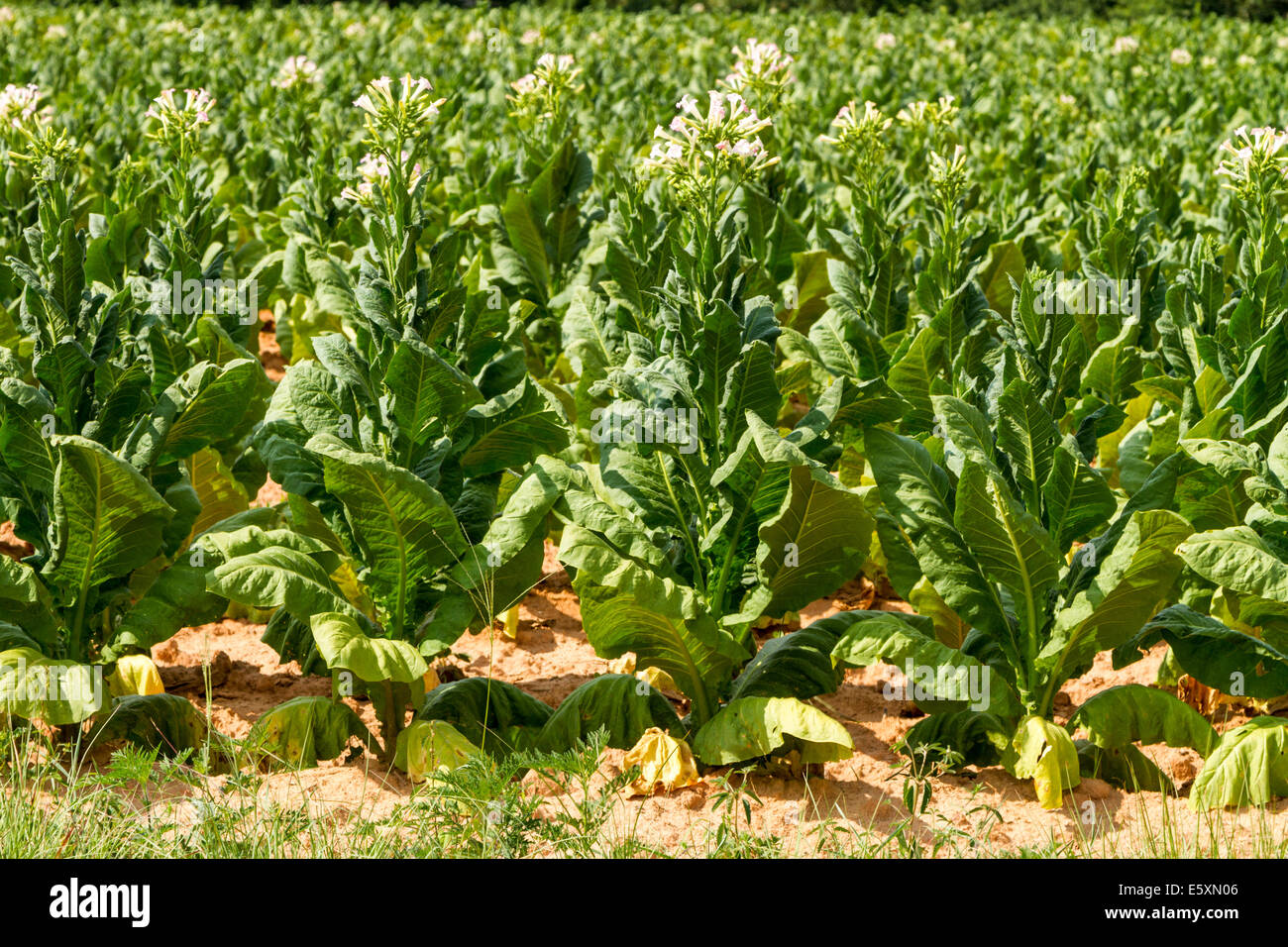 Tobacco row hi-res stock photography and images - Alamy