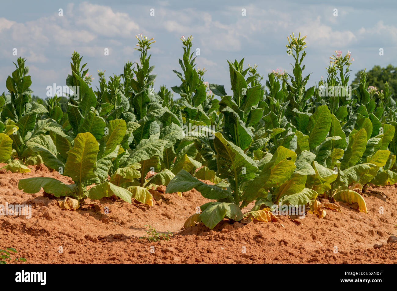 Tobacco row hi-res stock photography and images - Alamy