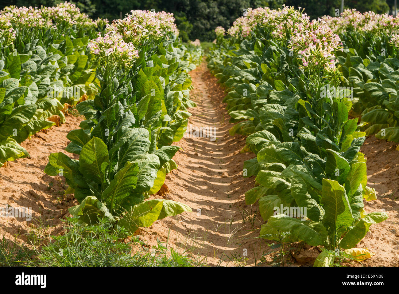 Tobacco row hi-res stock photography and images - Alamy