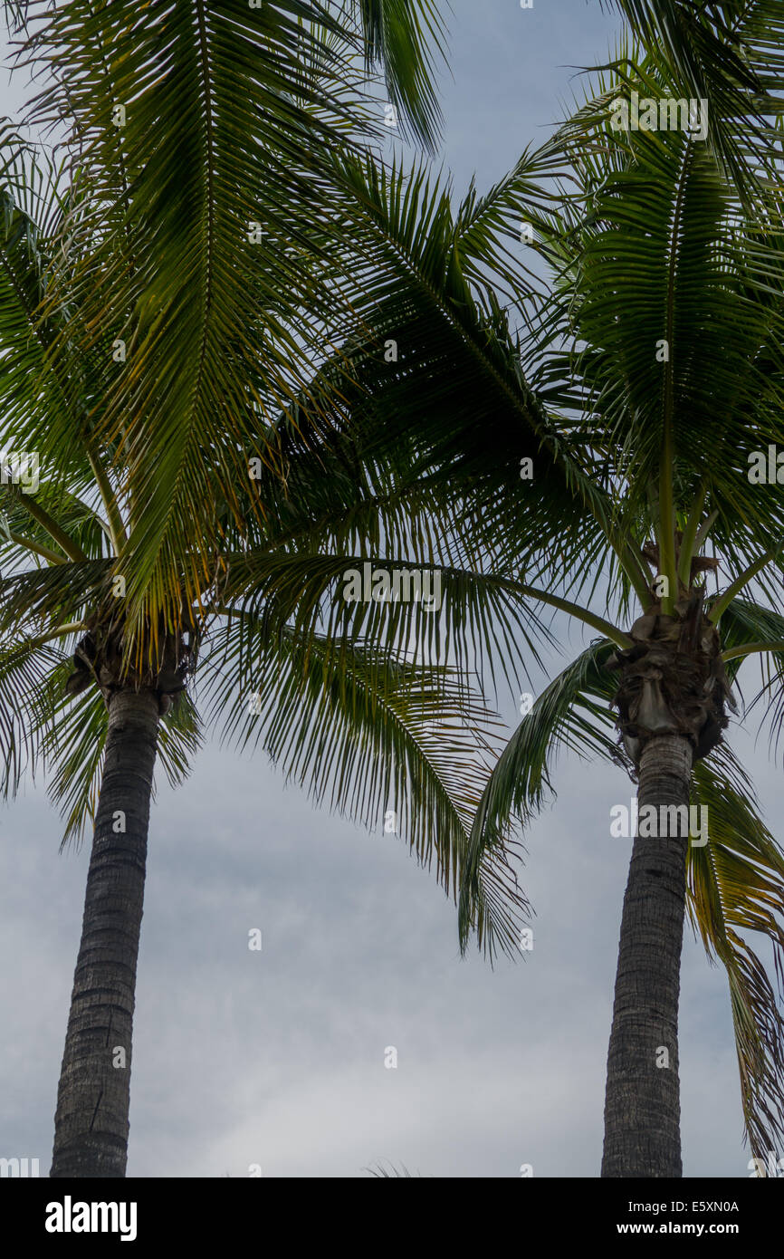 Photo of palm trees hi-res stock photography and images - Alamy