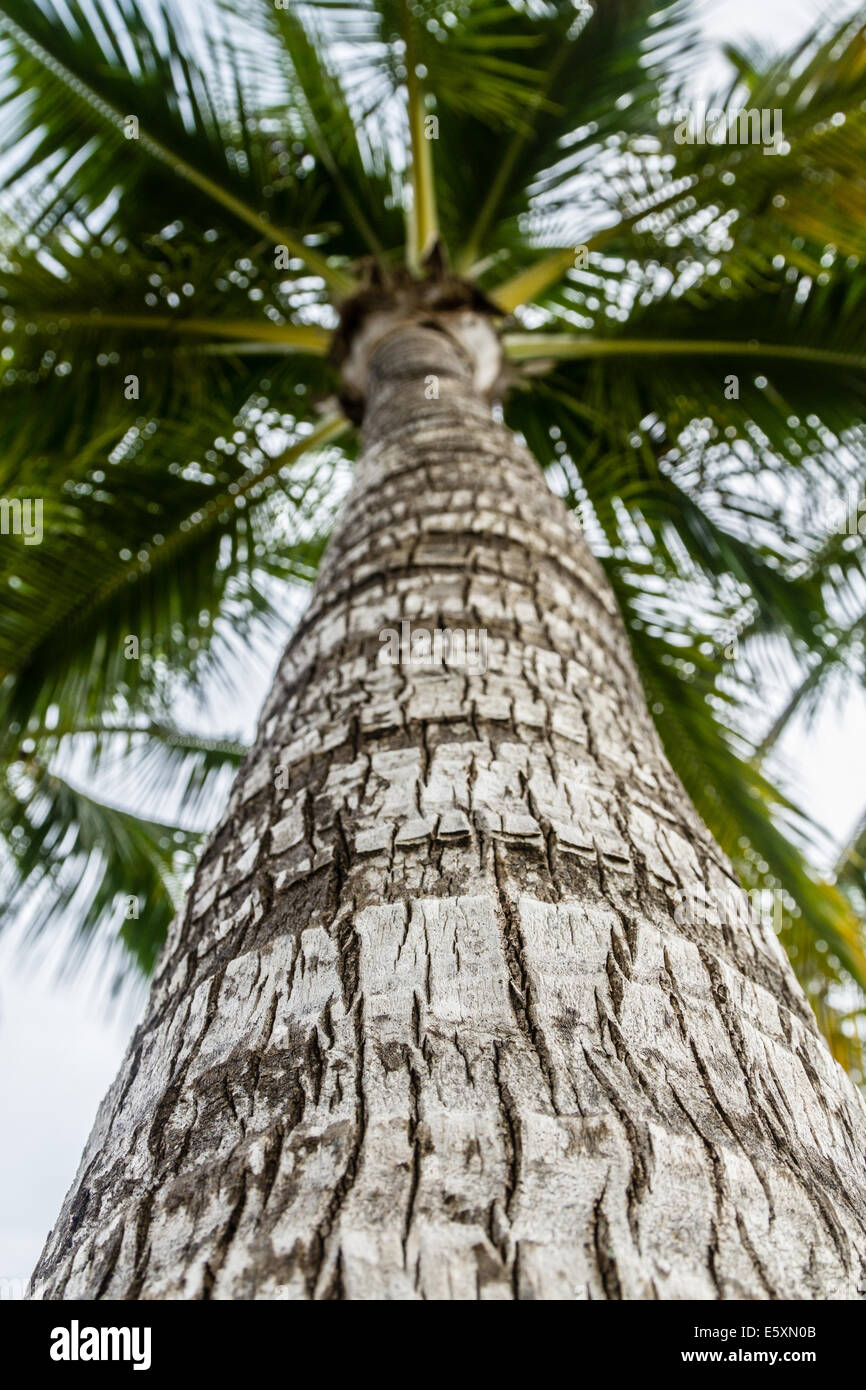 Look up into tree hi-res stock photography and images - Alamy