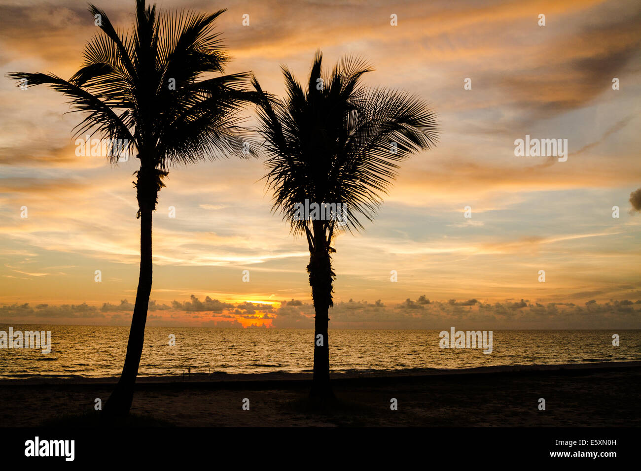 Twins Palms at sunset Stock Photo - Alamy