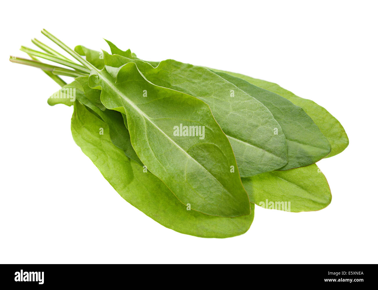 Sorrel herb closeup isolated on white Stock Photo - Alamy
